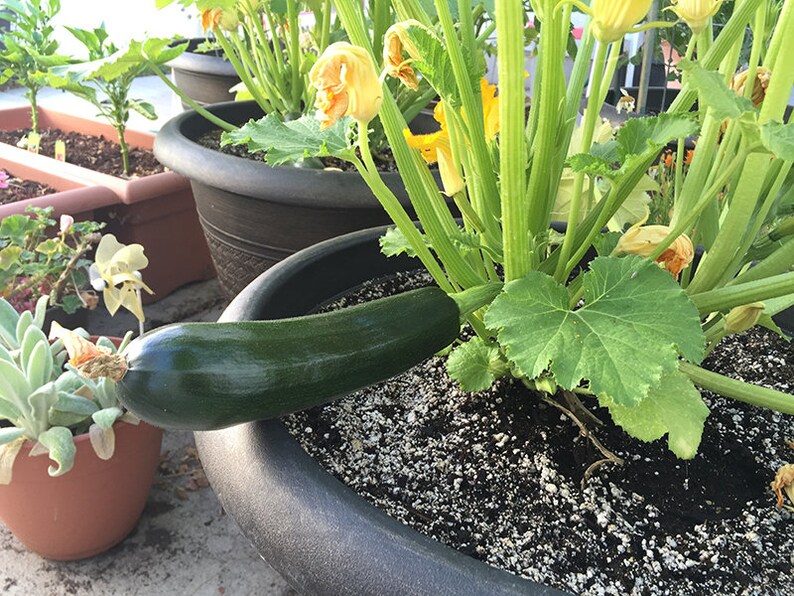 Heirloom Black Beauty Zucchini From Florida - Etsy