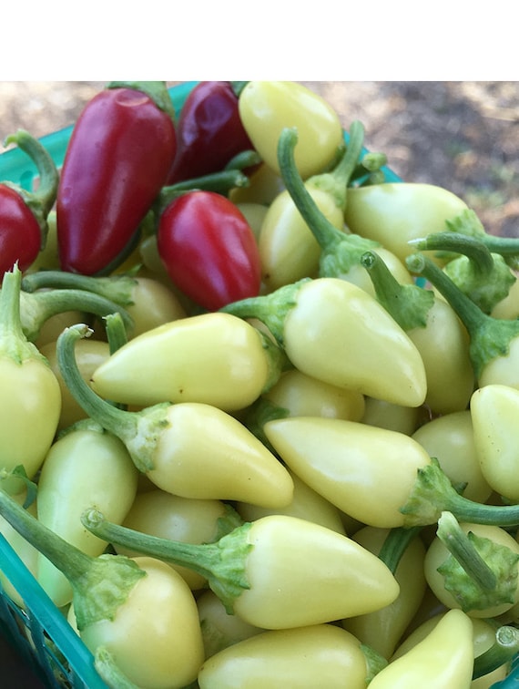 Cascabella Pepper Seeds to Grow in N Out Burger Peppers Fast - Etsy