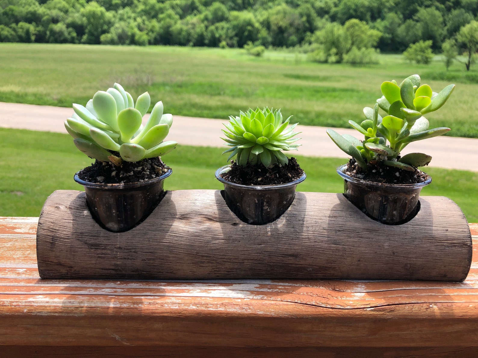 Birthday Gift Planter Live Plant Birthday Gift Unique | Etsy