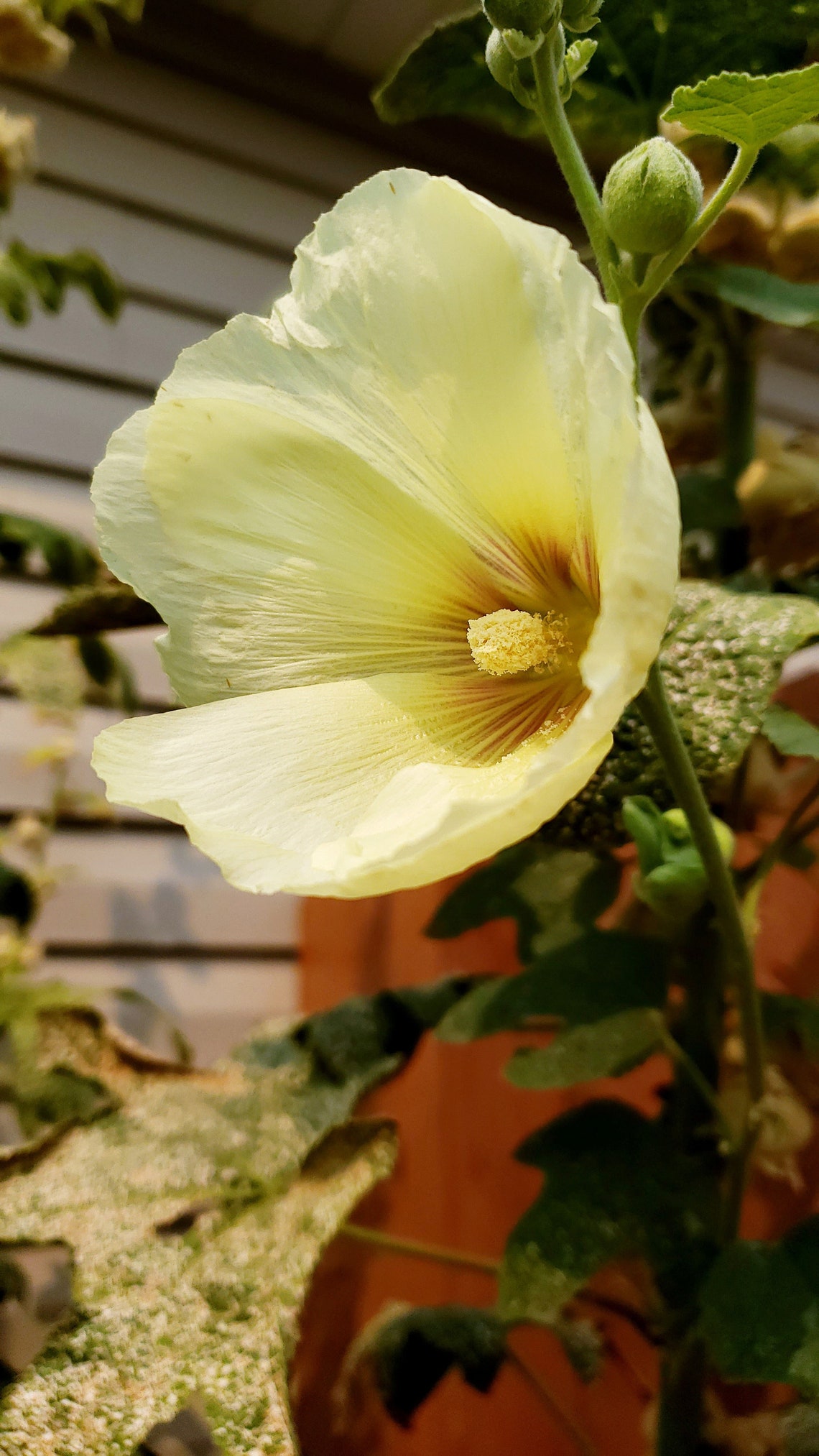 40 YELLOW HOLLYHOCK Alcea Rosea Flower Seeds Perennial | Etsy