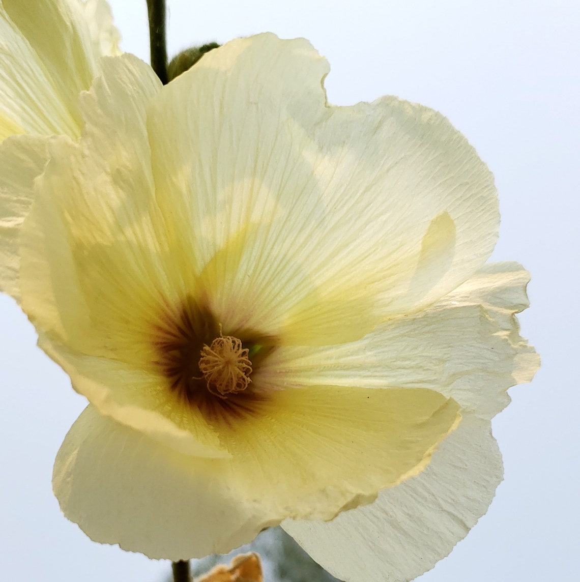 40 YELLOW HOLLYHOCK Alcea Rosea Flower Seeds Perennial | Etsy