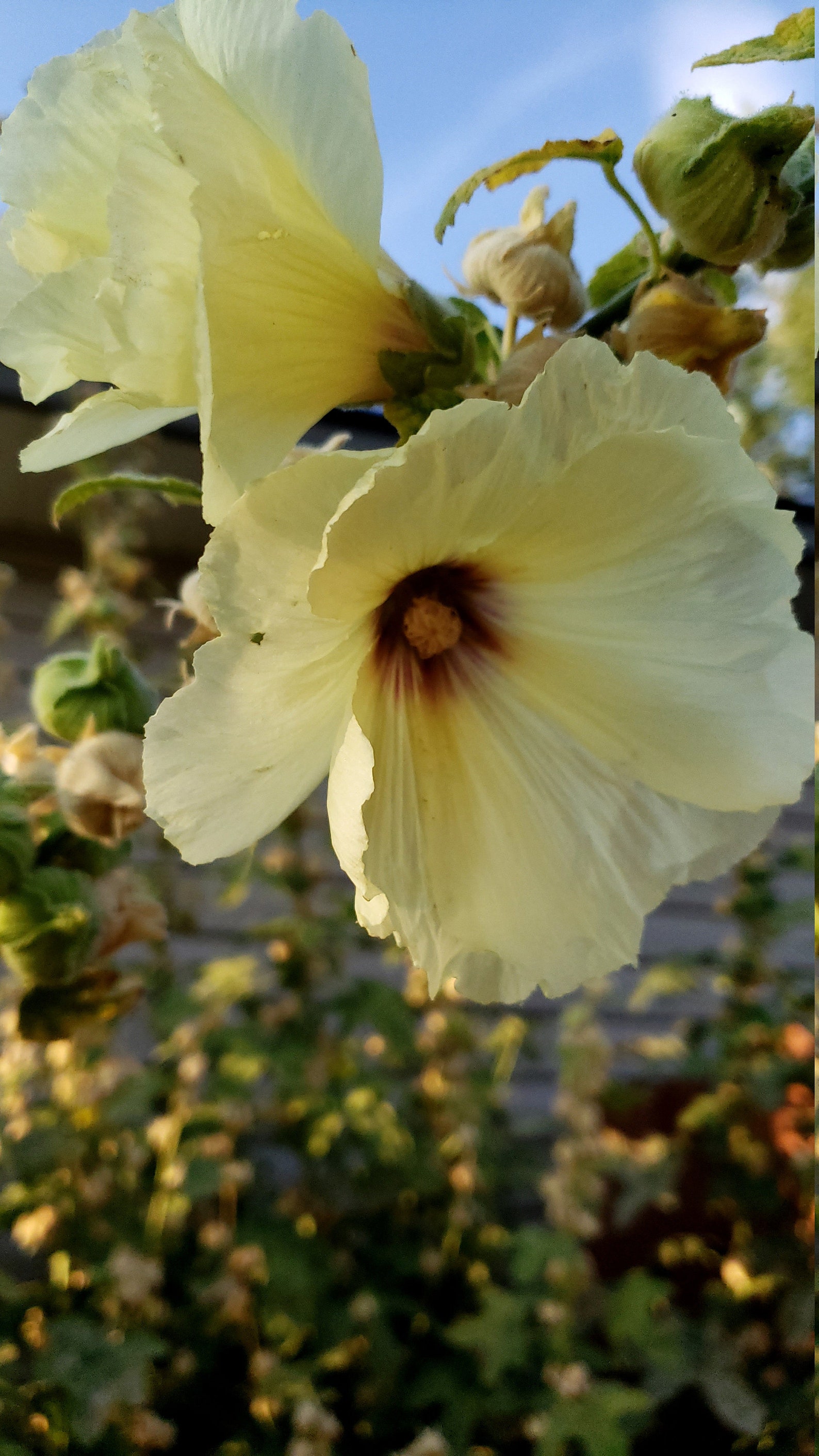 40 YELLOW HOLLYHOCK Alcea Rosea Flower Seeds Perennial | Etsy