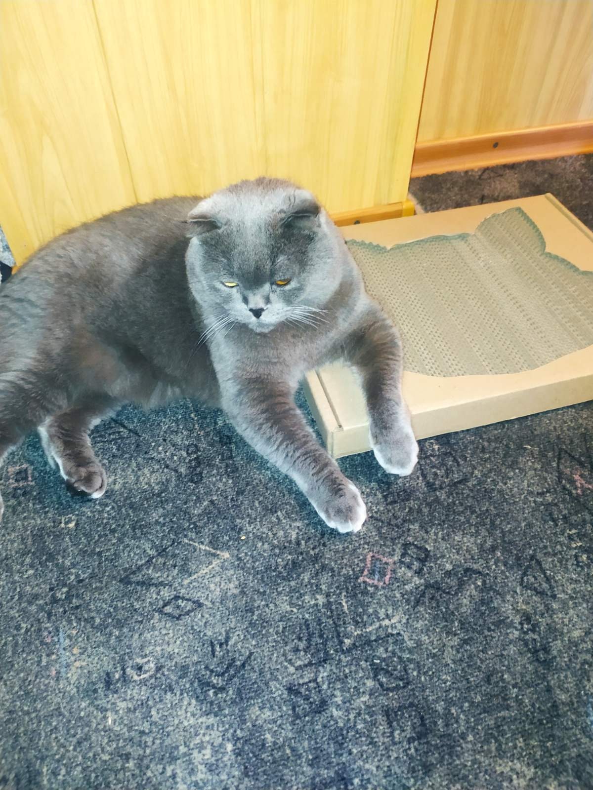 Templates DIY Catbox Scratching Post Toy Pet Cardboard - Etsy