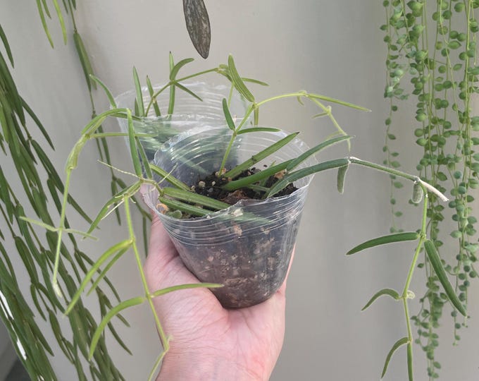 Hoya Linearis Collector Houseplant - Etsy