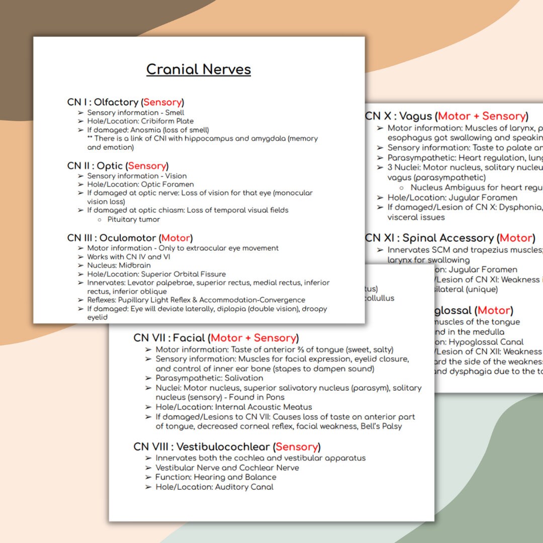 Cranial Nerves Neurology Study Guide - Etsy