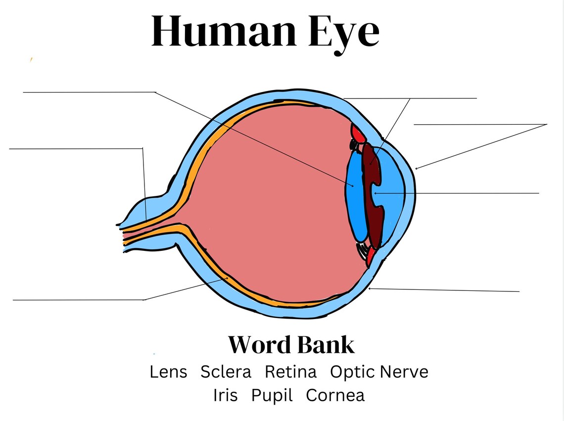 Human Body Diagrams Science Worksheets Elementary Diagrams Fourth Grade ...