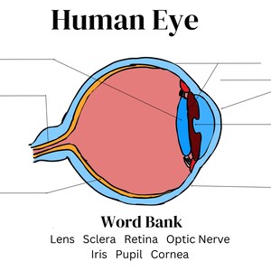 Human Body Diagrams Science Worksheets Elementary Diagrams Fourth Grade ...