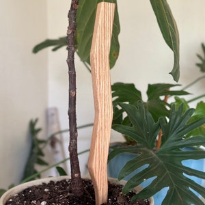 Plant Stick | Plant Stake for House Plants | Plant Accessories | Zig ...