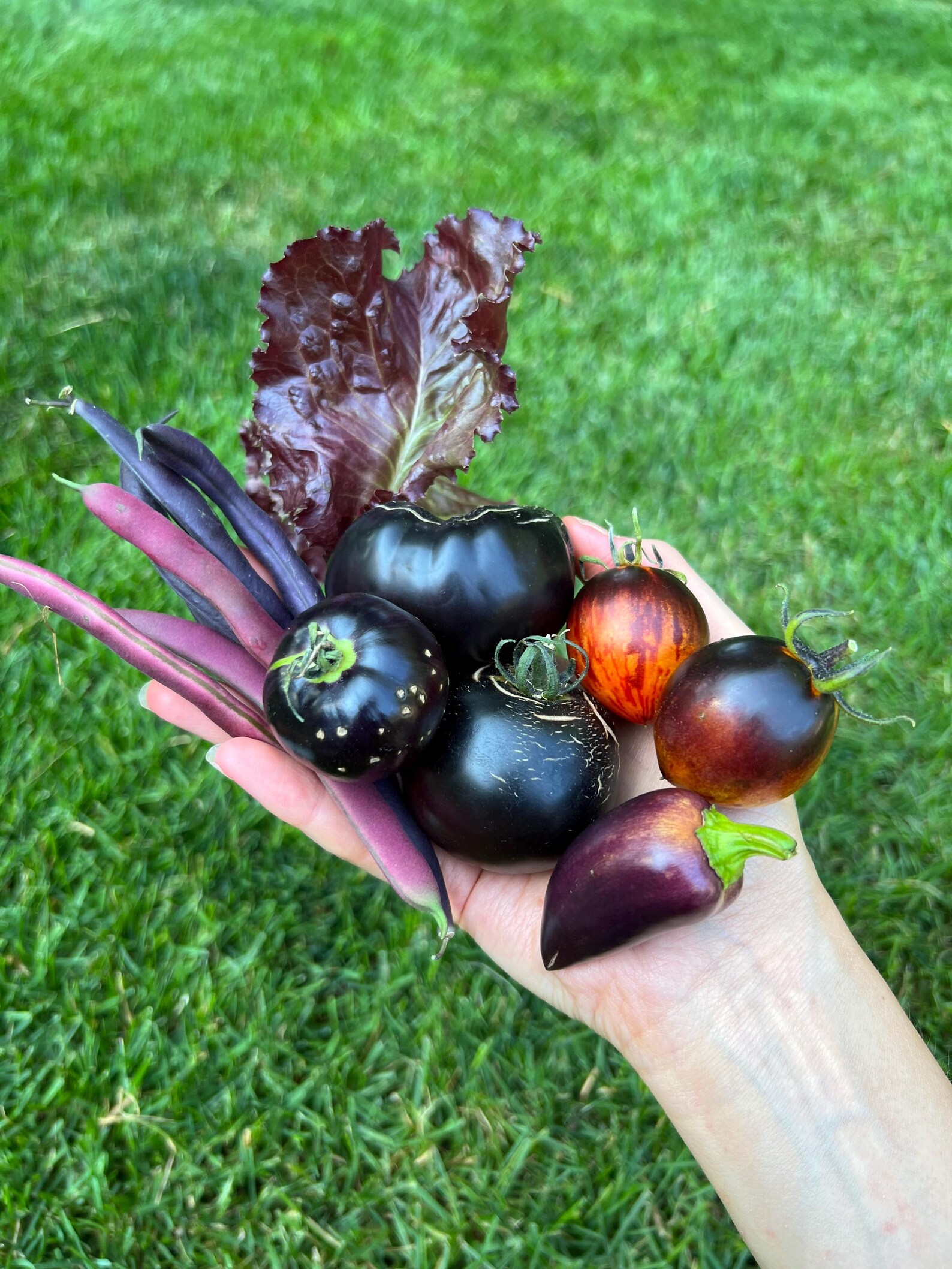 Queen of the Night Tomato Seeds With Illustration--perfect for a Gothic ...