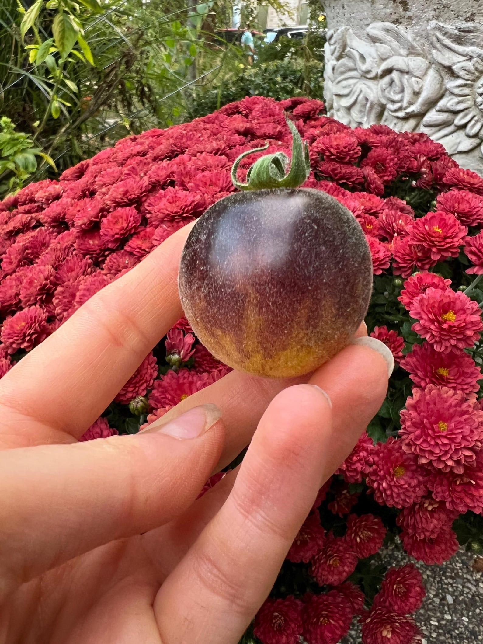 Wooly Kate Yellow Tomato Seeds With Illustrated Sticker | Chronic Hope ...