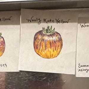 Wooly Kate Yellow Tomato Seeds With Illustrated Sticker | Chronic Hope ...