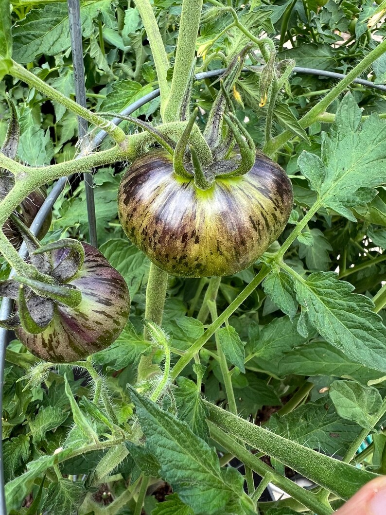 Papa Kalopa Tomato Seeds With Mini Illustration (rare Variety ...
