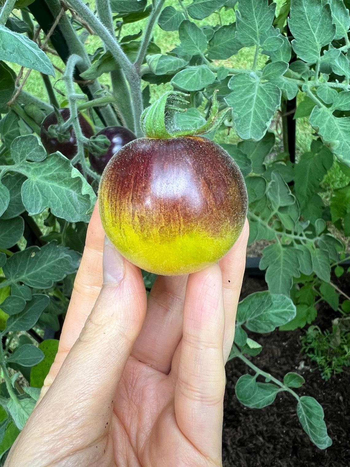 Wooly Kate Yellow Tomato Seeds With Illustrated Sticker--fuzzy, Unique ...