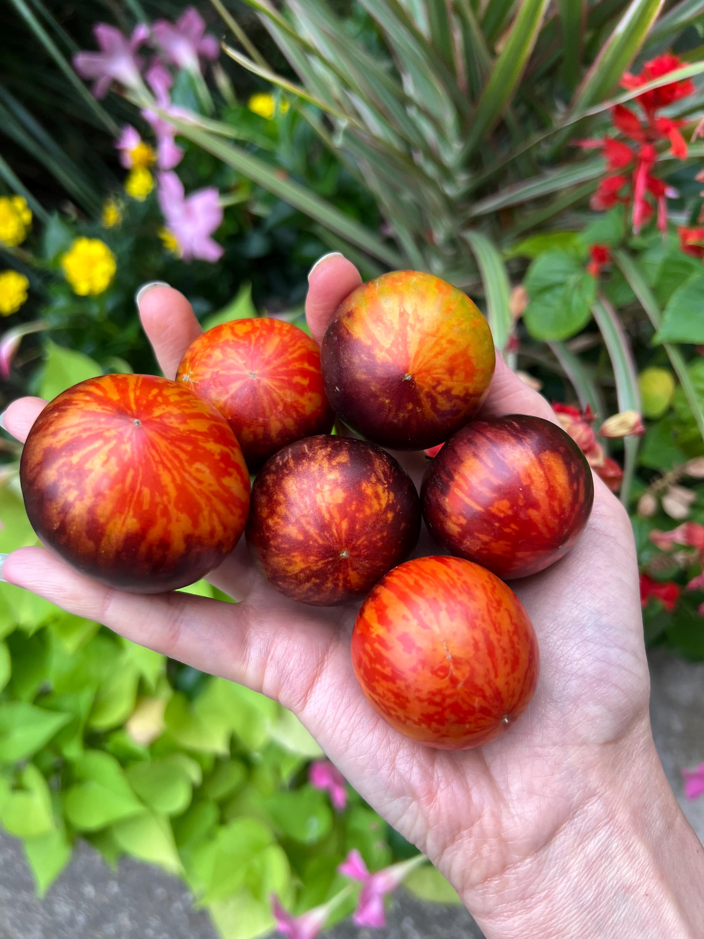 Queen of the Night Tomato Seeds With Illustration--perfect for a Gothic ...