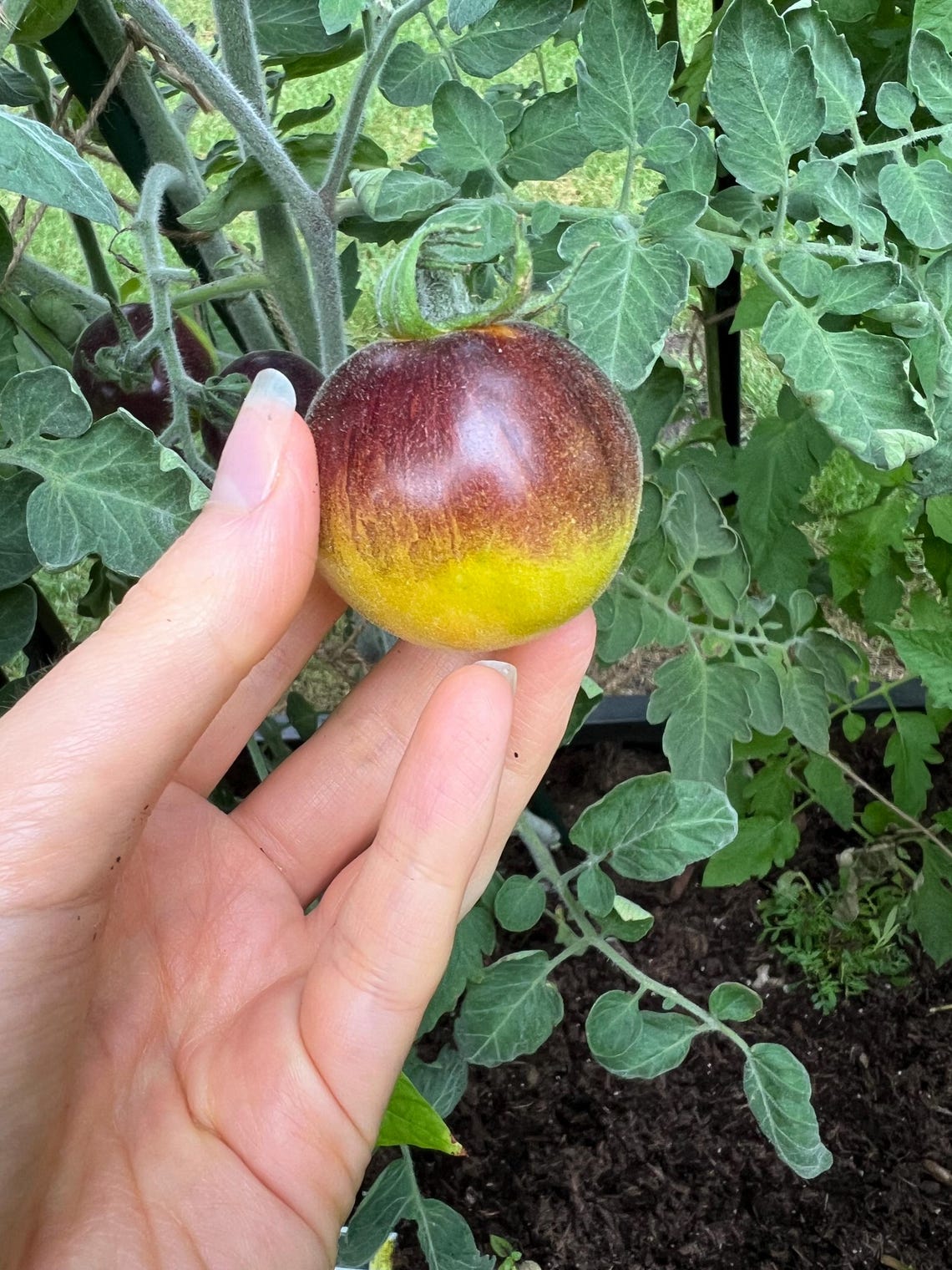 Wooly Kate Yellow Tomato Seeds With Illustrated Sticker--fuzzy, Unique ...