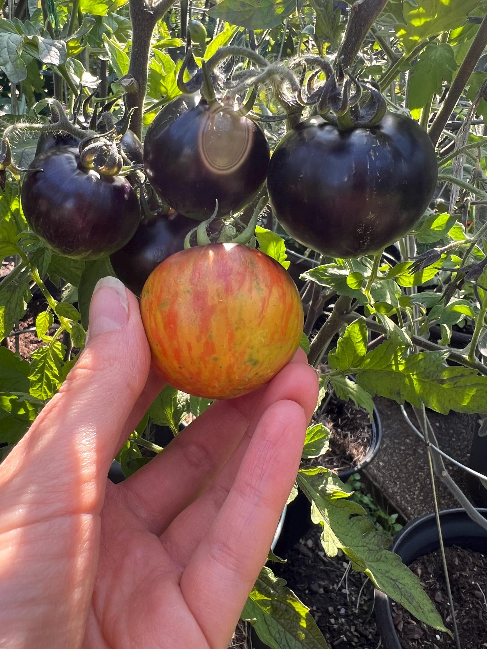 Queen of the Night Tomato Seeds With Illustration--perfect for a Gothic ...
