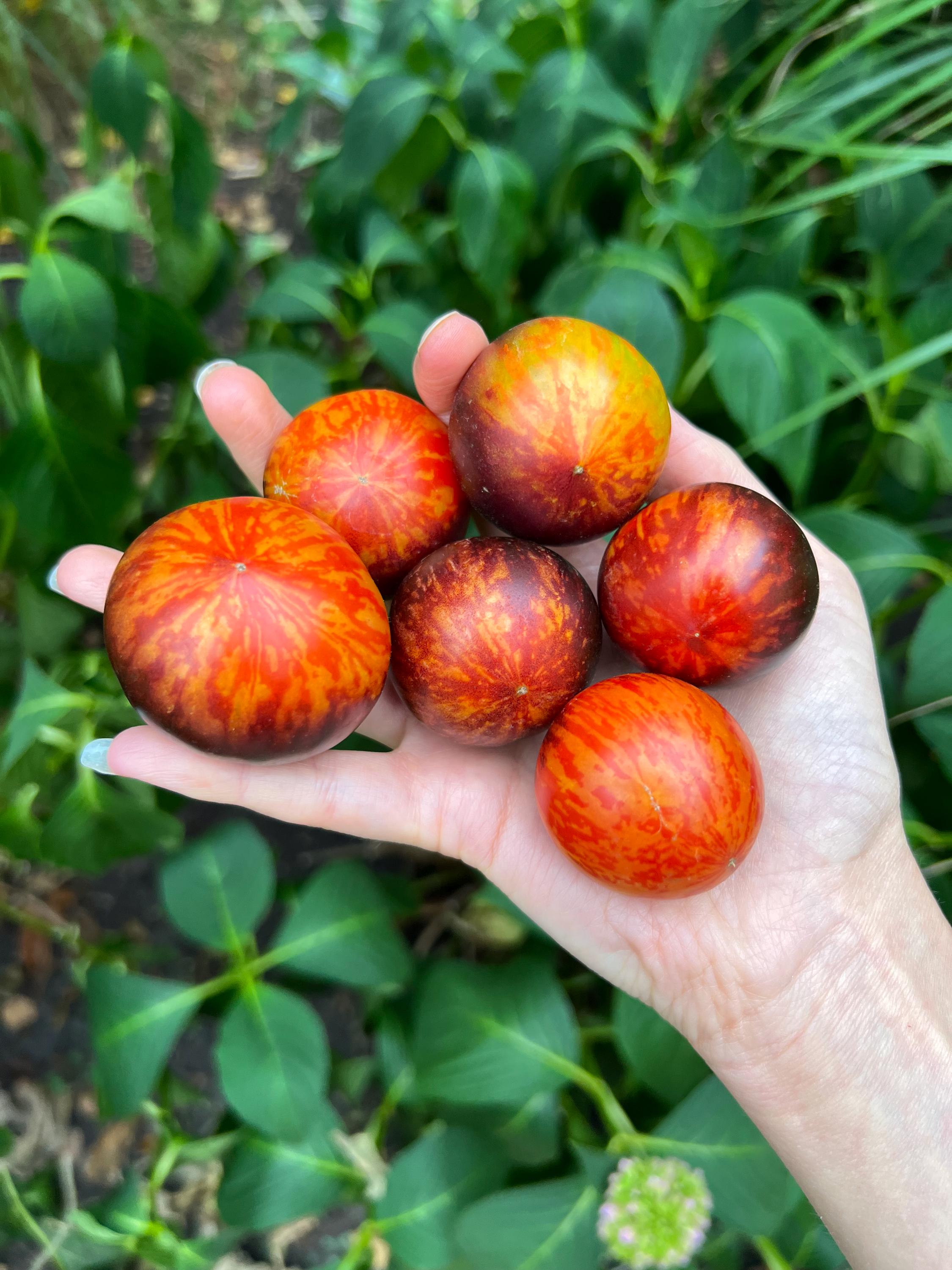 Queen of the Night Tomato Seeds With Illustration--perfect for a Gothic ...