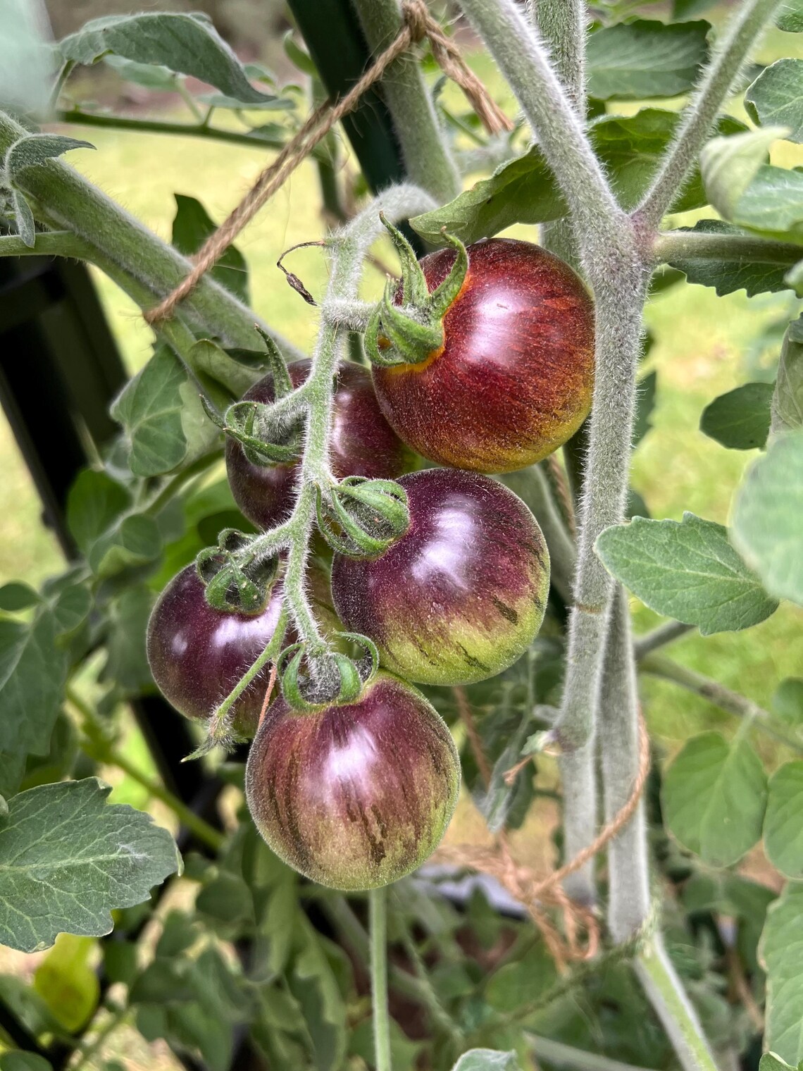 Wooly Kate Yellow Tomato Seeds With Illustrated Sticker--fuzzy, Unique ...