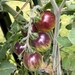 Wooly Kate Yellow Tomato Seeds With Illustrated Sticker | Chronic Hope ...