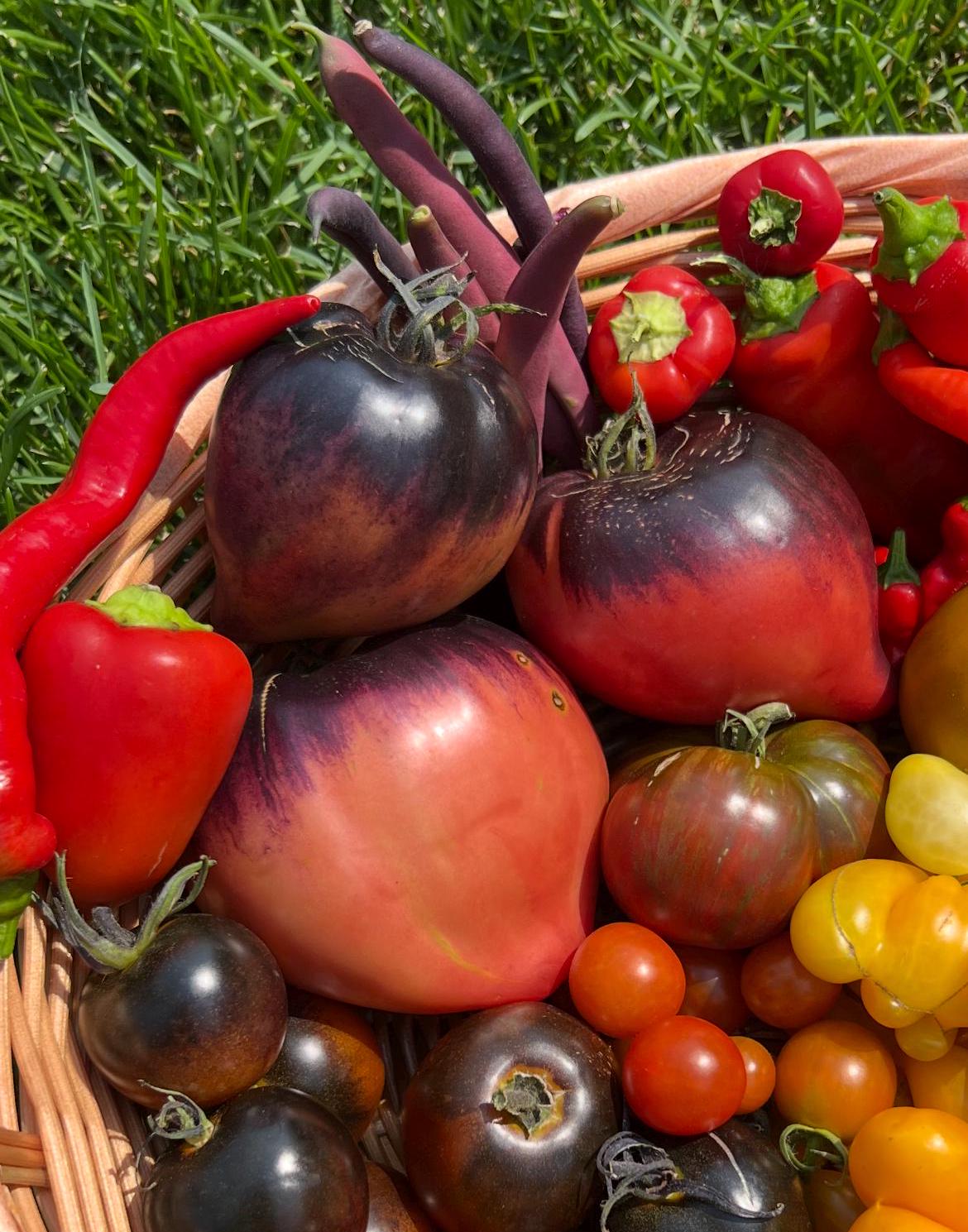 Sgt. Peppers Tomato Seeds With Illustration- Non-gmo Ox-heart Shaped ...