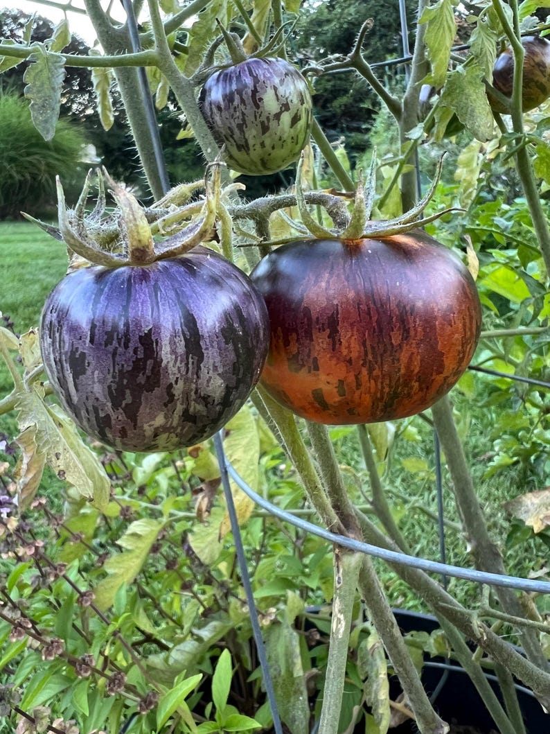 Papa Kalopa Tomato Seeds With Mini Illustration (rare Variety ...