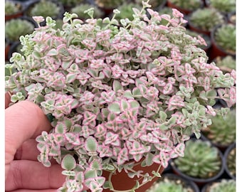 Little Missy Plant - Etsy