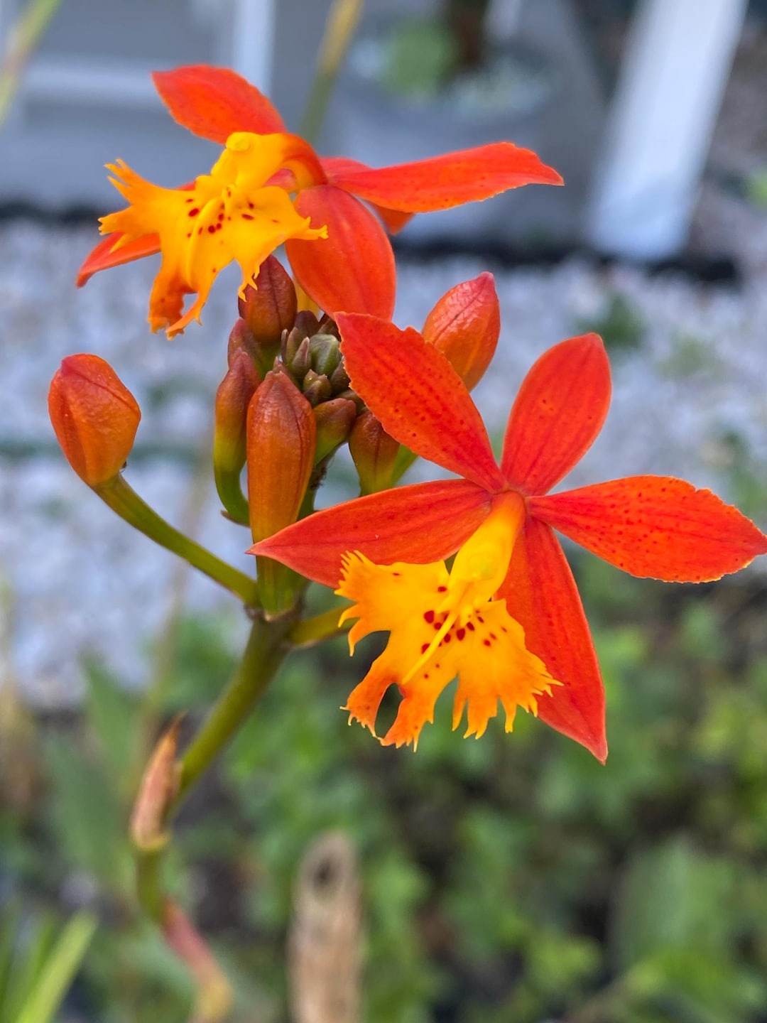 1 Cutting Wild Orchids Orange Flowers - Epidendrum Radicans Fire-star ...