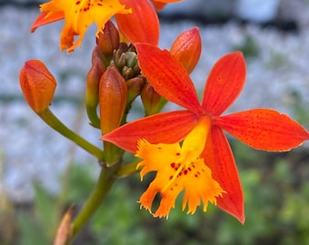 3 Cuttings or 4" Nursery Pot - Wild Orchids Orange Flowers Red Flowers ...
