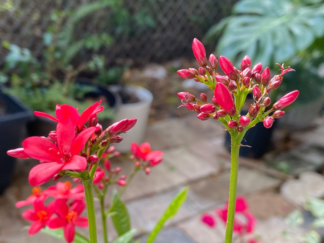 Red Jatropha Integerrima Peregrina Sub Plant 6” Pot- Tropical Flowering ...