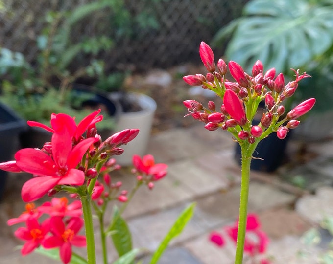 Red Jatropha Integerrima Peregrina Sub Plant 6” Pot- Tropical Flowering ...