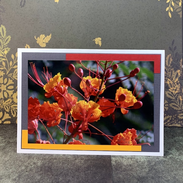 Mexican Bird of Paradise Red - Etsy