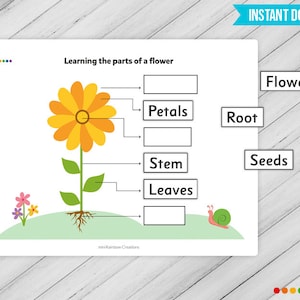 Learn the Parts of a Flower Worksheet Science Worksheet Busy | Etsy
