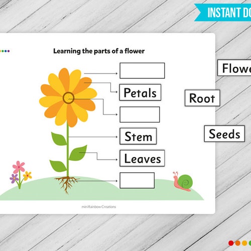 Learn the Parts of a Flower Worksheet Science Worksheet Busy - Etsy