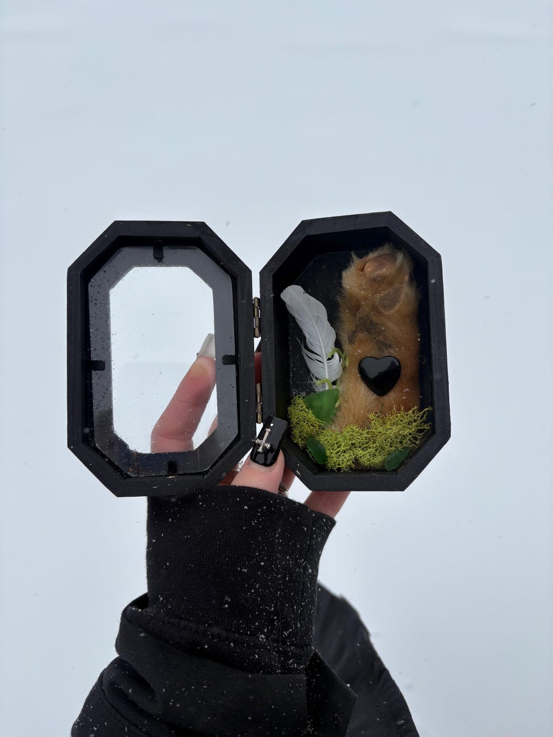 Coyote Paw Display Box - Etsy