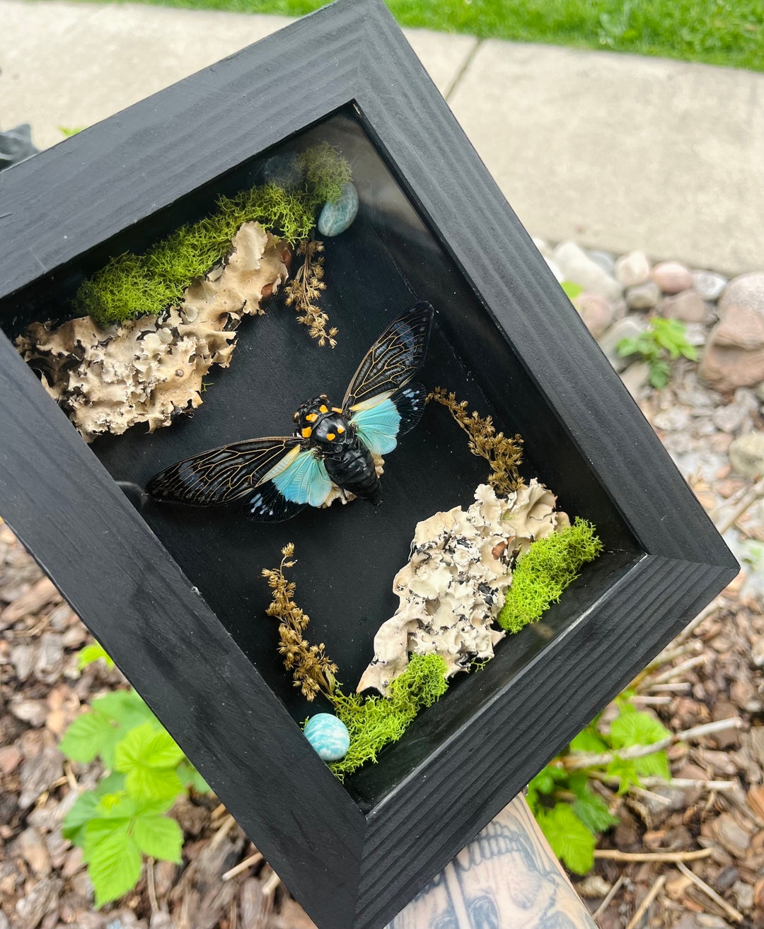 Cicada Shadow Frame - Etsy