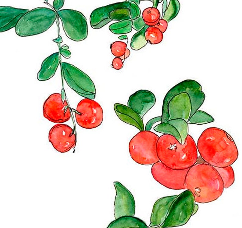Berries Watercolor Clipart, Lingonberries & Blueberries Images, Forest ...