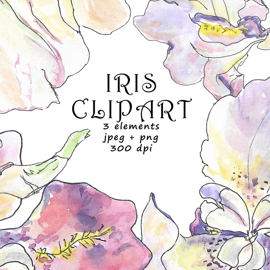 Iris Flower Watercolor Clipart, Floral Clipart, Hand Painted Watercolor ...