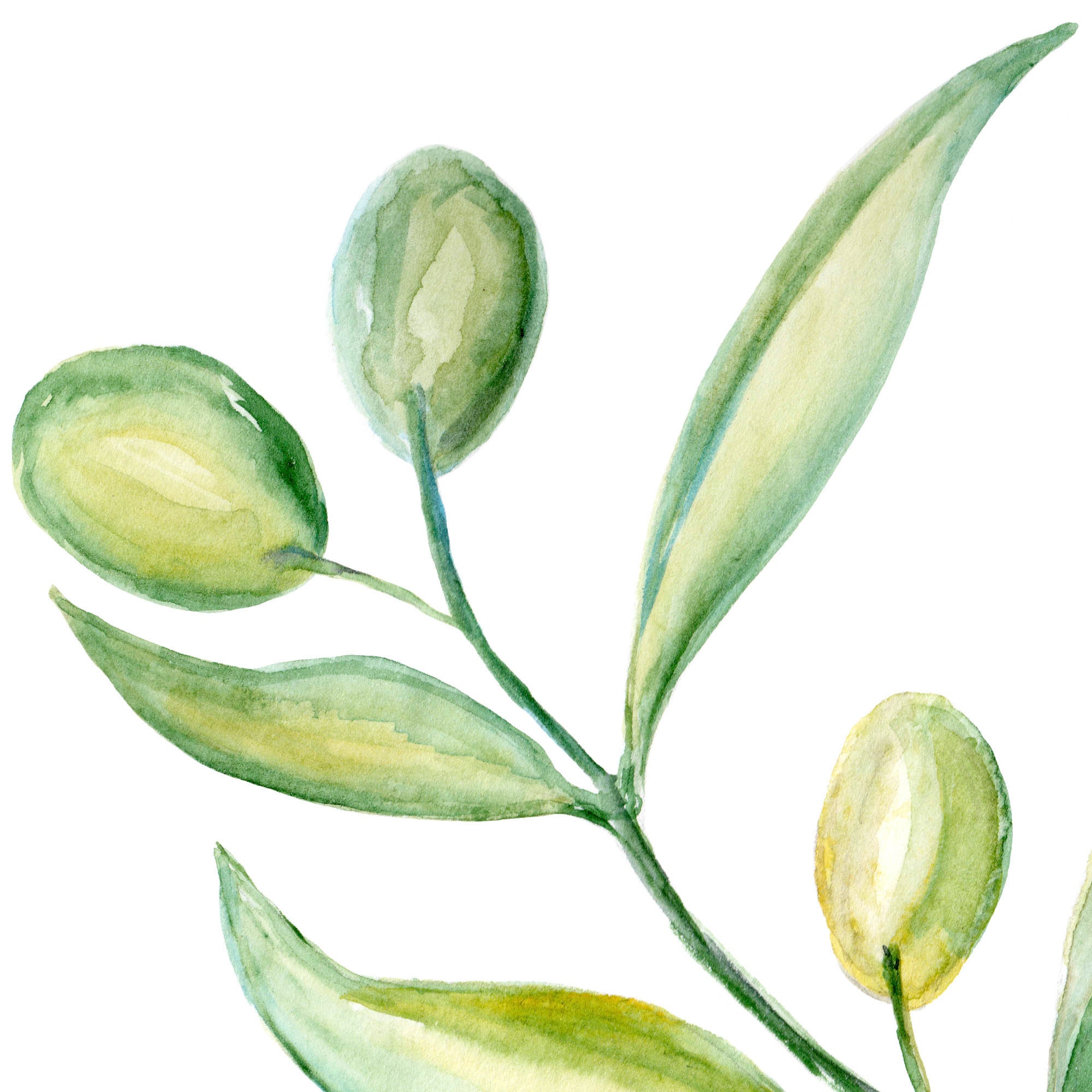 Olives Clipart, Watercolor Clipart, Watercolor Olives, Floral, Set ...