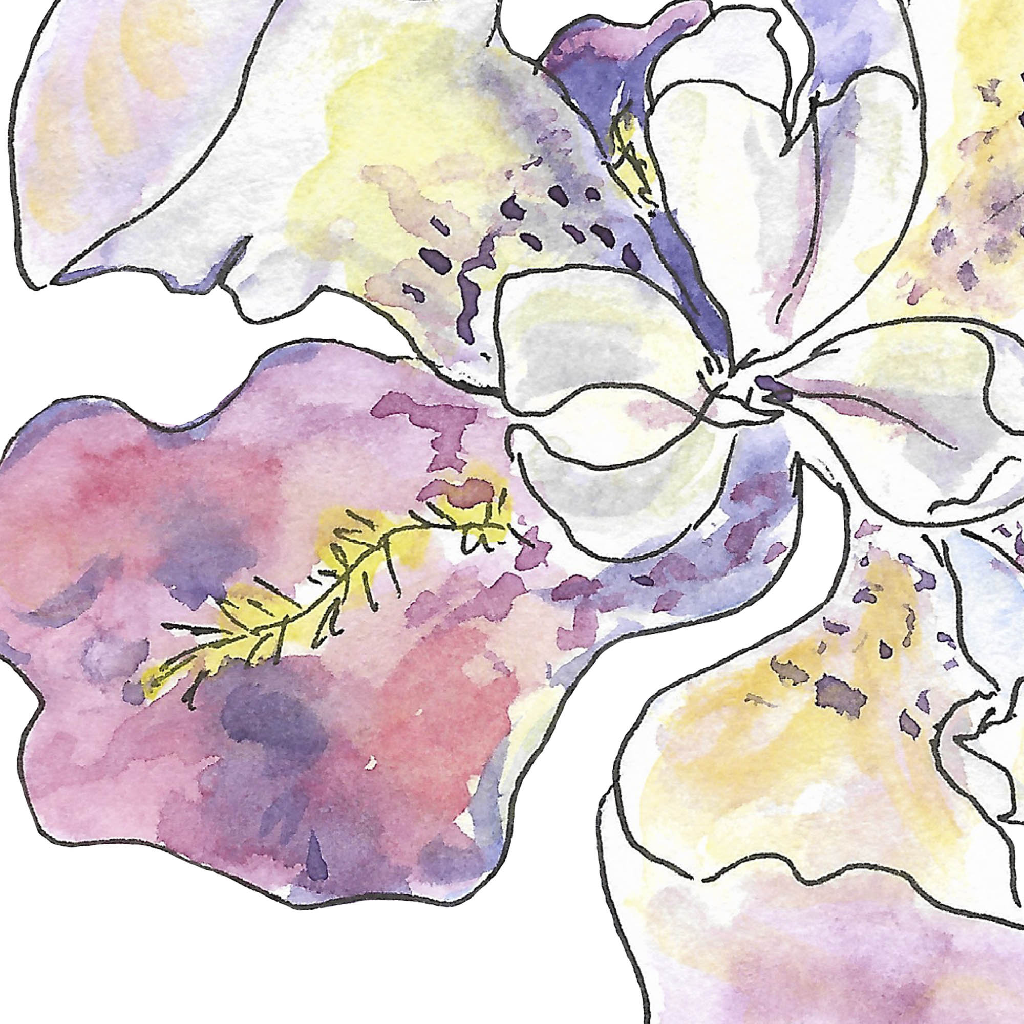 Iris Flower Watercolor Clipart, Floral Clipart, Hand Painted Watercolor ...