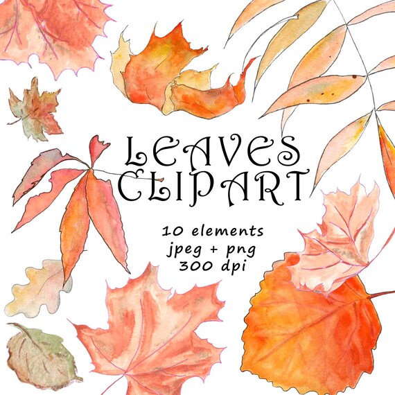Autumn Leaves Hand Drawn Watercolor Clipart Maple Leaf - Etsy