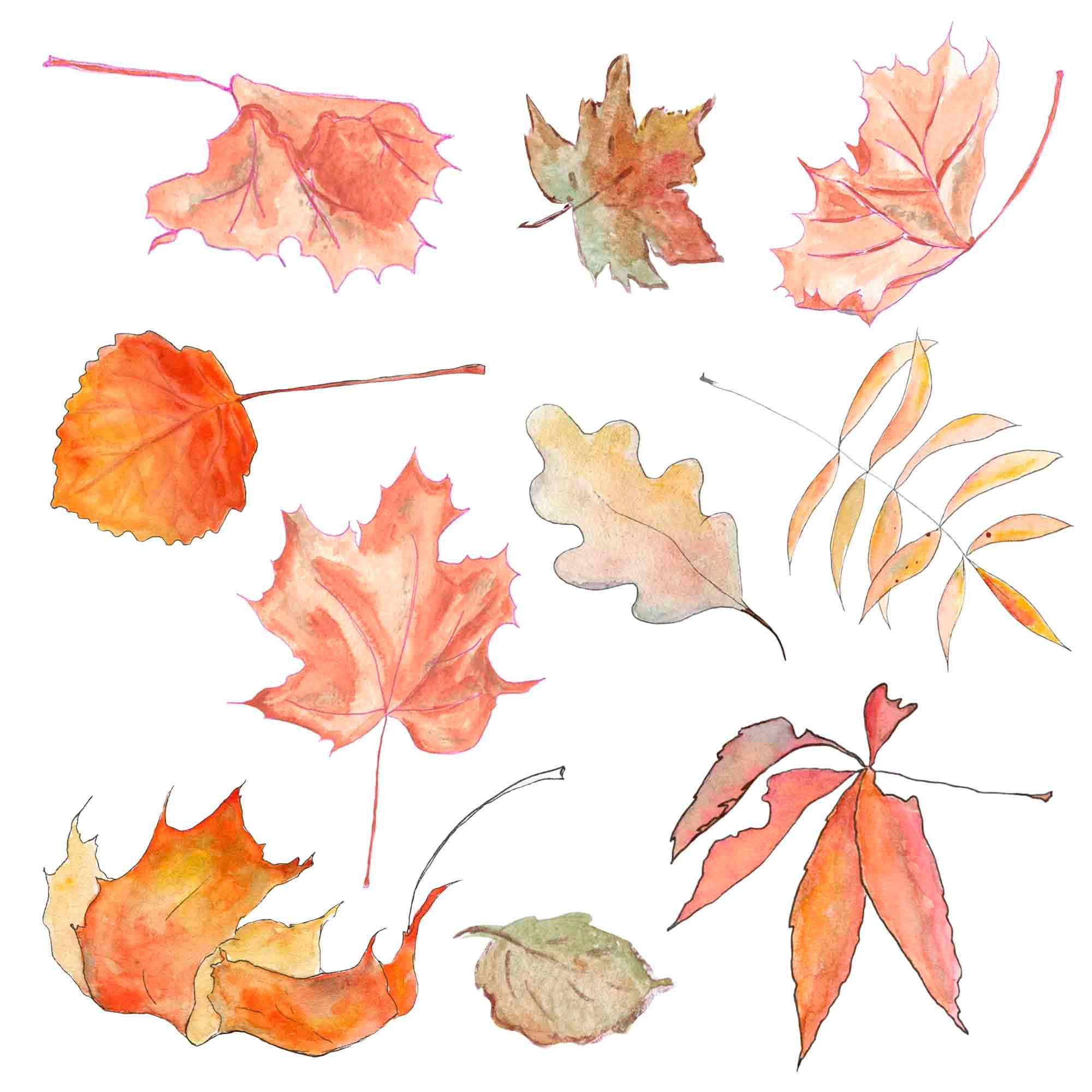 Autumn Leaves Hand Drawn Watercolor Clipart, Maple Leaf, Autumn Colors ...