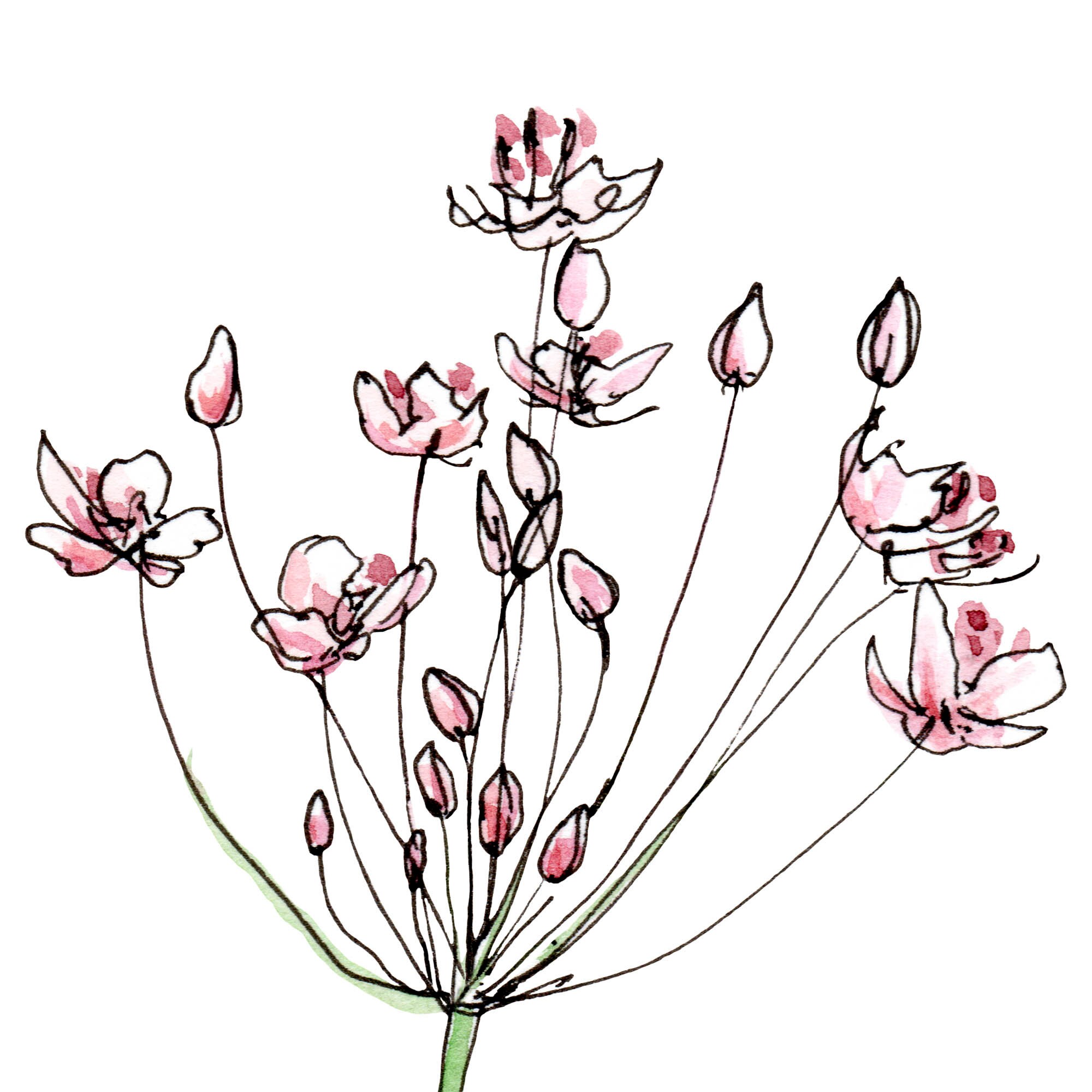 Pink Flower Clipart, Watercolor Floral Images, Digital Flower Clipart ...