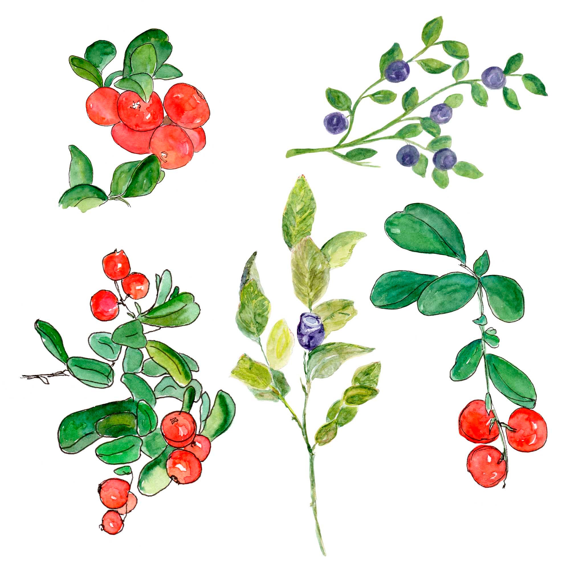Berries Watercolor Clipart, Lingonberries & Blueberries Images, Forest ...