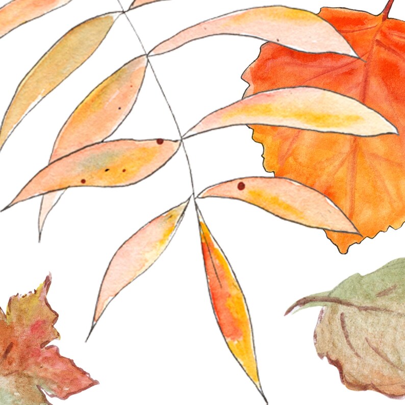 Autumn Leaves Hand Drawn Watercolor Clipart, Maple Leaf, Autumn Colors ...