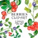 Berries Watercolor Clipart, Lingonberries & Blueberries Images, Forest ...
