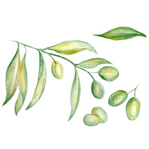 Olives Clipart Watercolor Clipart Watercolor Olives Floral - Etsy