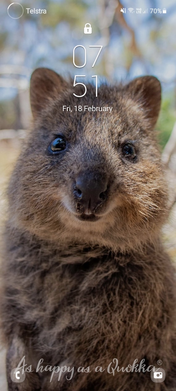 Quokka Happy Meme
