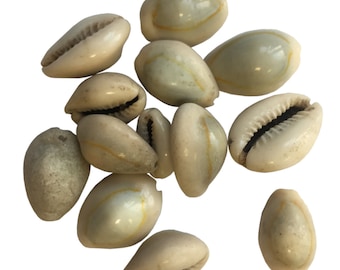 Natural Shells Sea Shells About 35mmx18mm 6pcs - Etsy