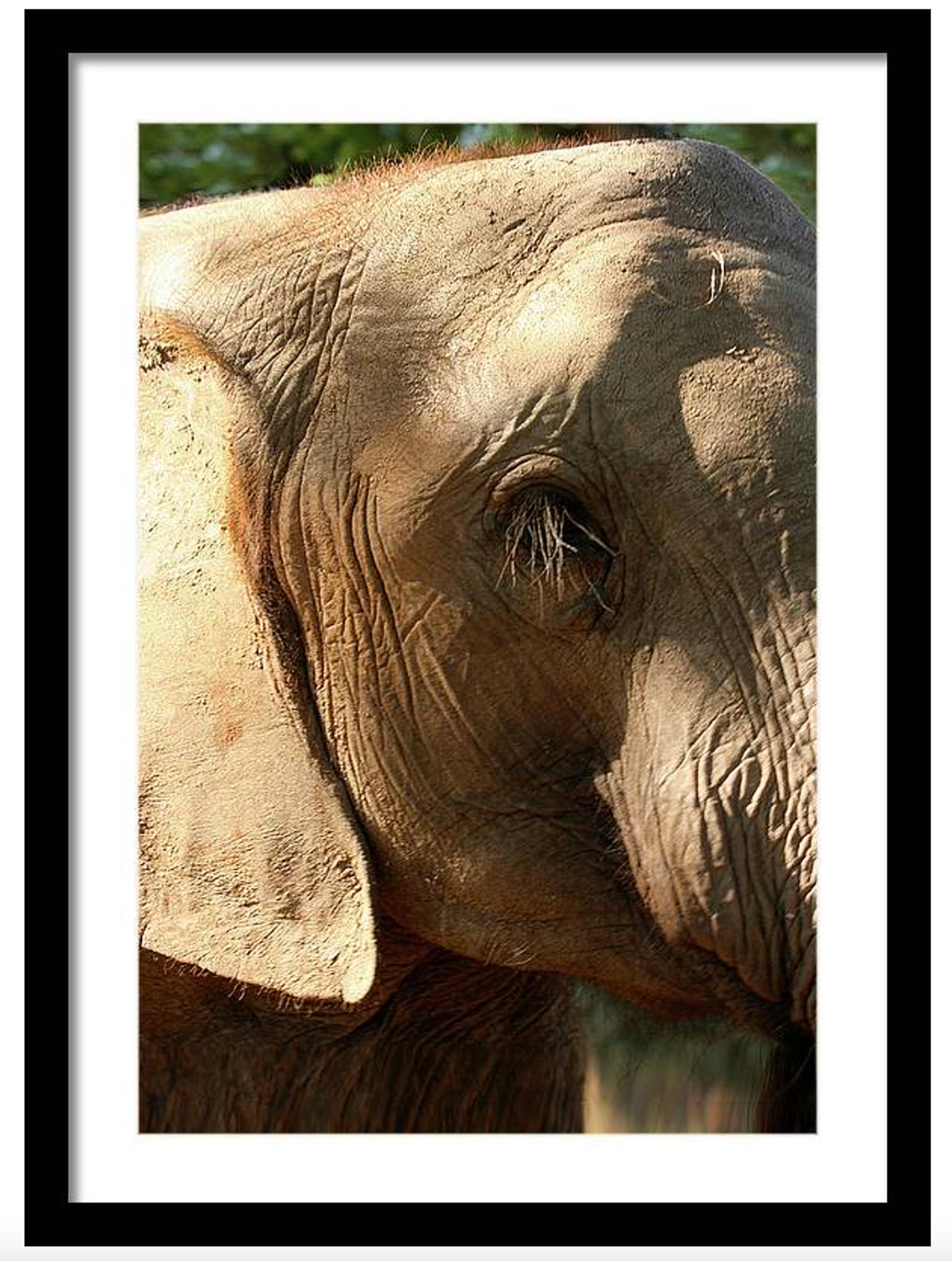 African Elephants Face