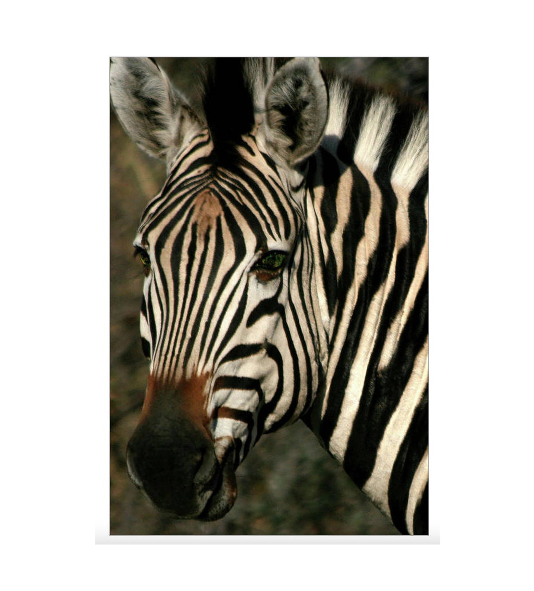 Zebra Eye Close up Print. Zebra Face Print. Safari Lover's Wall Art ...